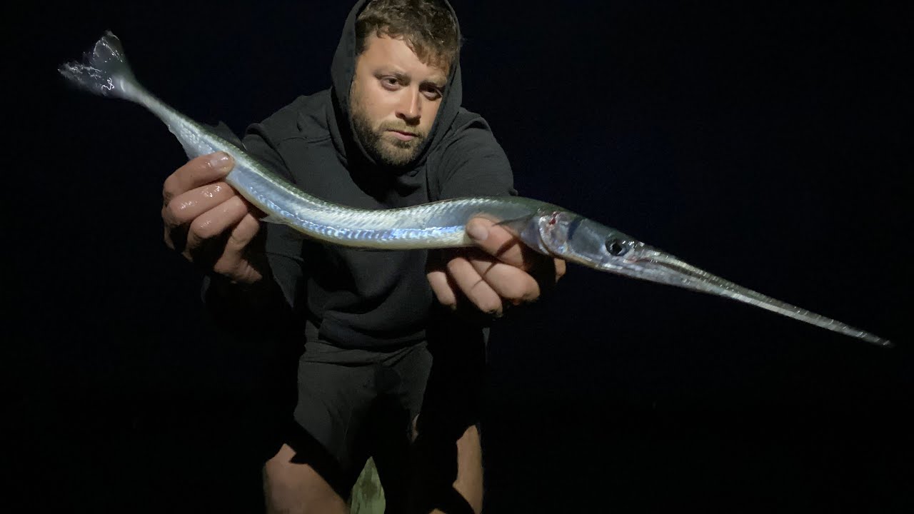 Record-sized Atlantic Needlefish 2ft+!! Long Island, NY - YouTube