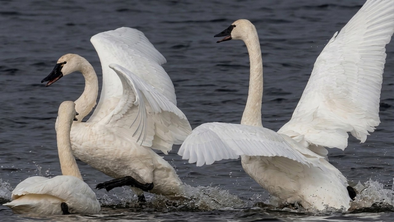 Tundra swan honk / call / sounds as flapping wings - YouTube