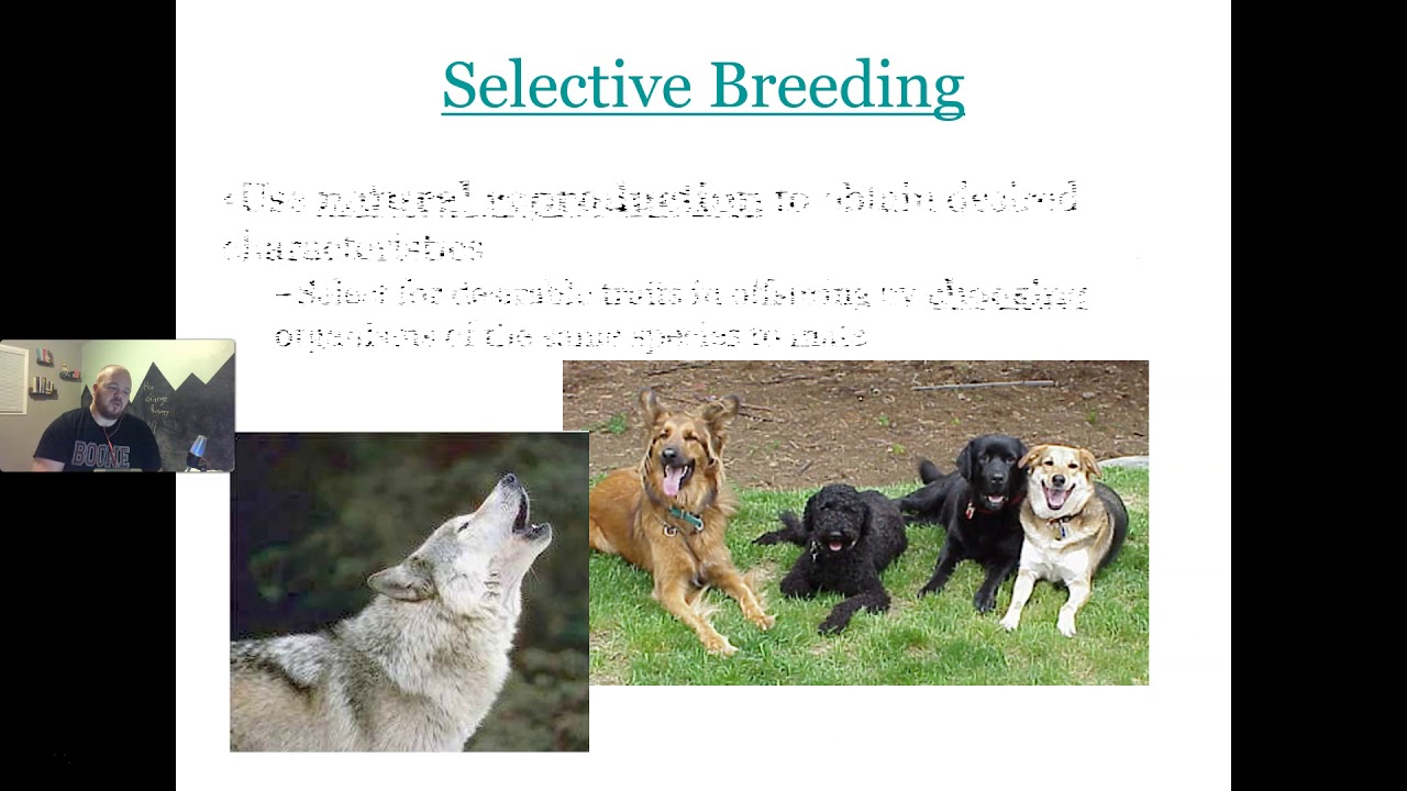 Gen Bio Biotech- Selective Breeding - YouTube