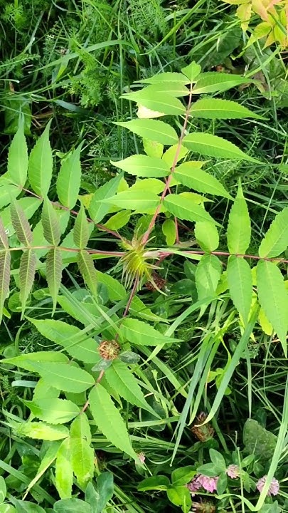 RHUS TUPHINA /ЭКЗОТИЧЕСКАЯ МОРОЗОСТОЙКАЯ БЫСТРОРАСТУЩАЯ СЕВЕРНАЯ ПАЛЬМА ...