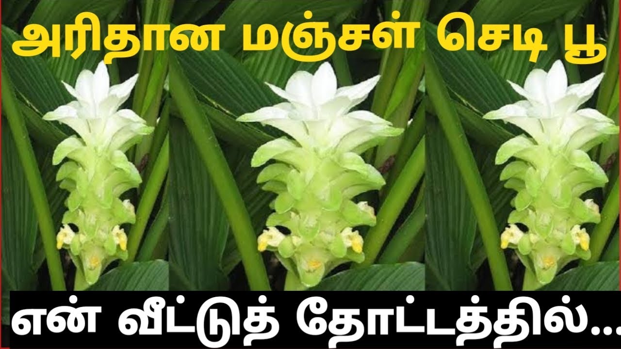 Manjal sedi poo | arithana manjal poo|அரிதாக பூக்கும் மஞ்சள் பூ ...