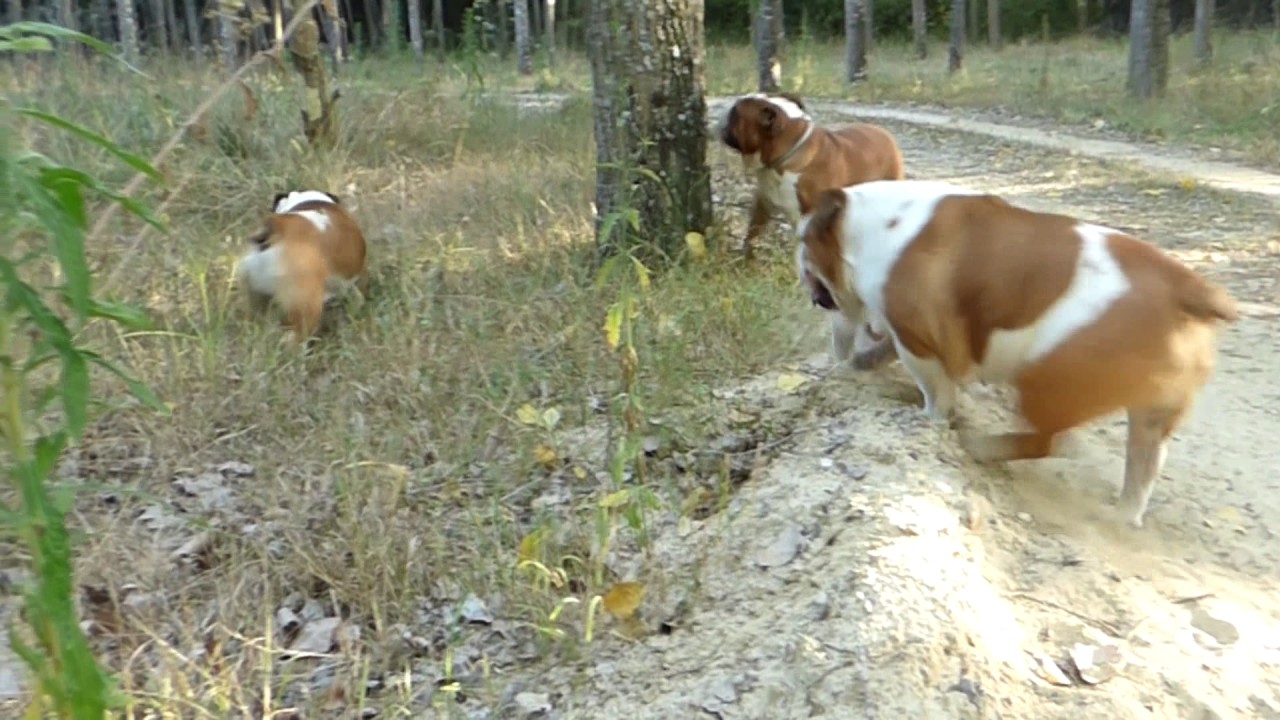 Hunting Bulldogs or wild boars? - YouTube