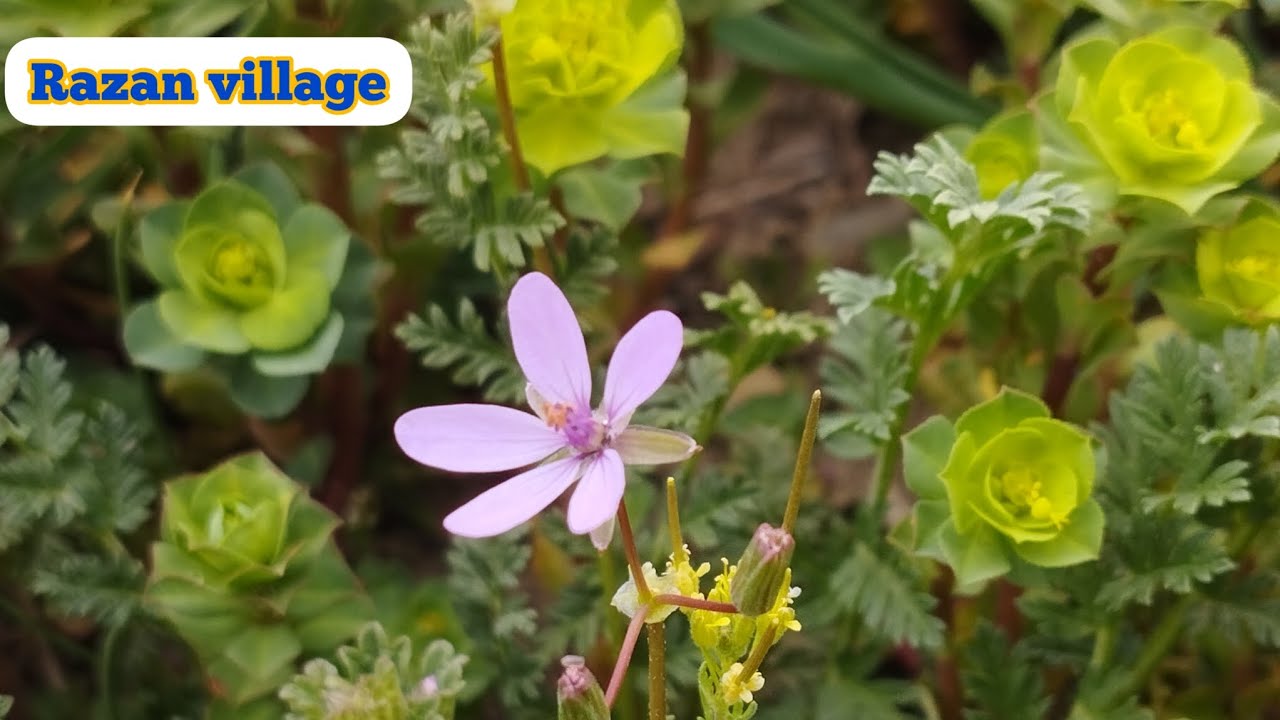 Razan village_spring🦋(near central province)#iran - YouTube