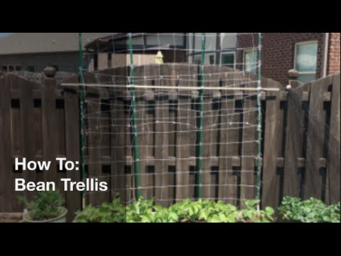 How to Make a Bean Trellis - YouTube