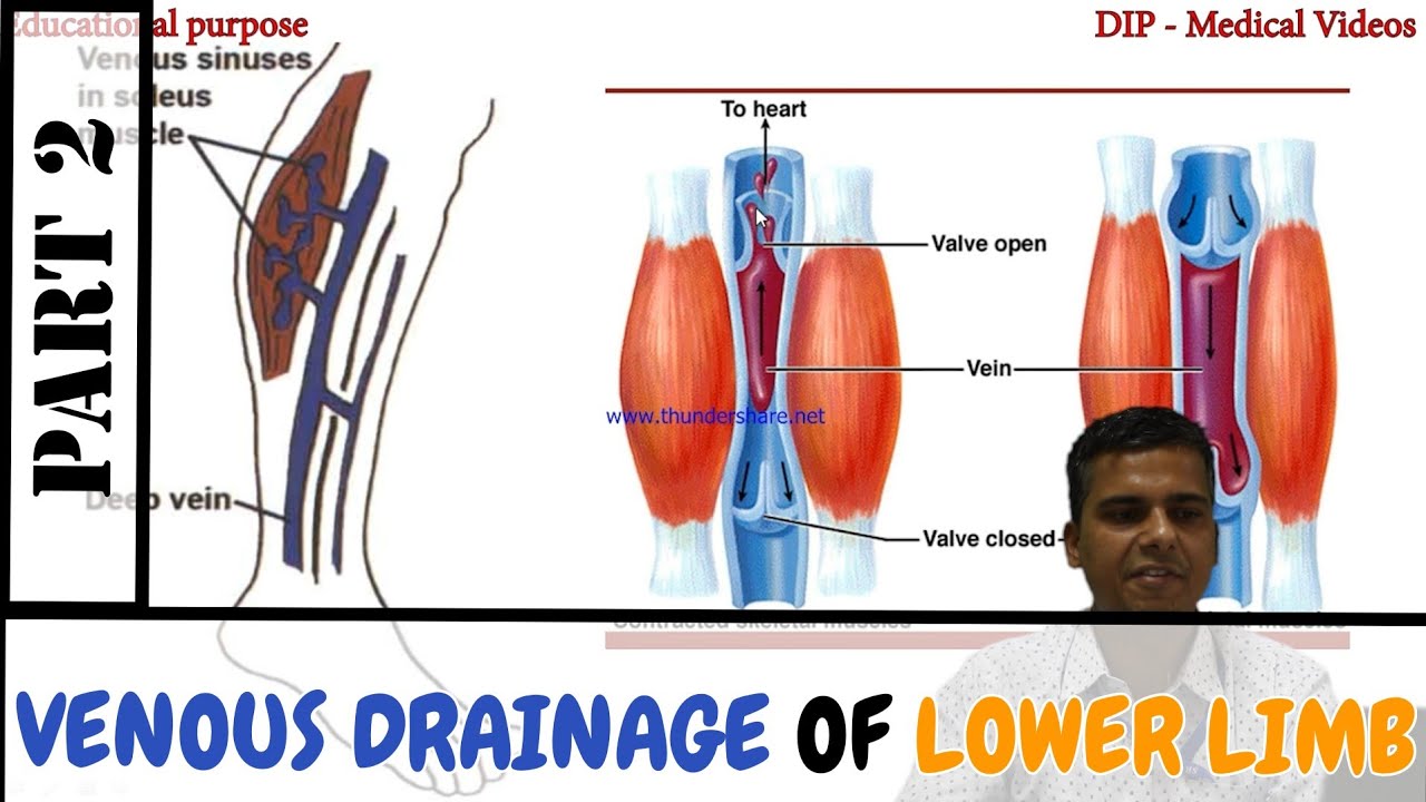 Anatomy | Venous Drainage of Lower Limb | Perforating vein | Made Easy ...