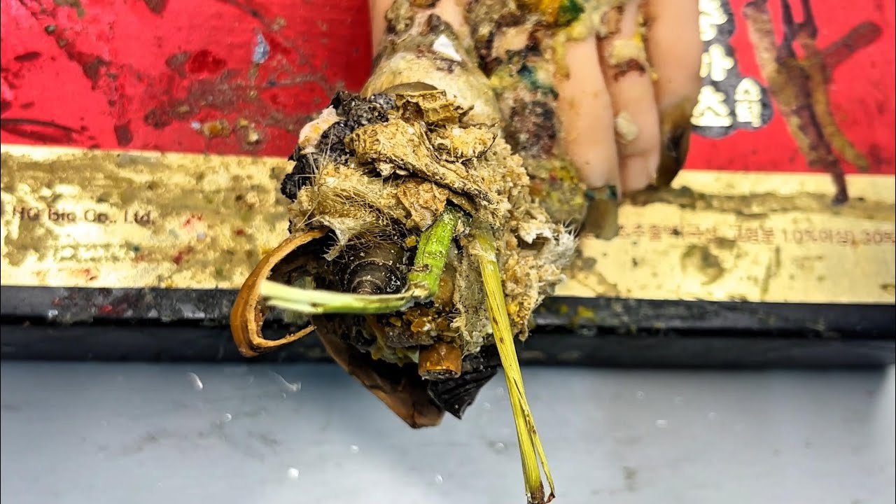 Ingrown Toenail, Terrible Toenails, Home Remedies for Toenail Fungus ...