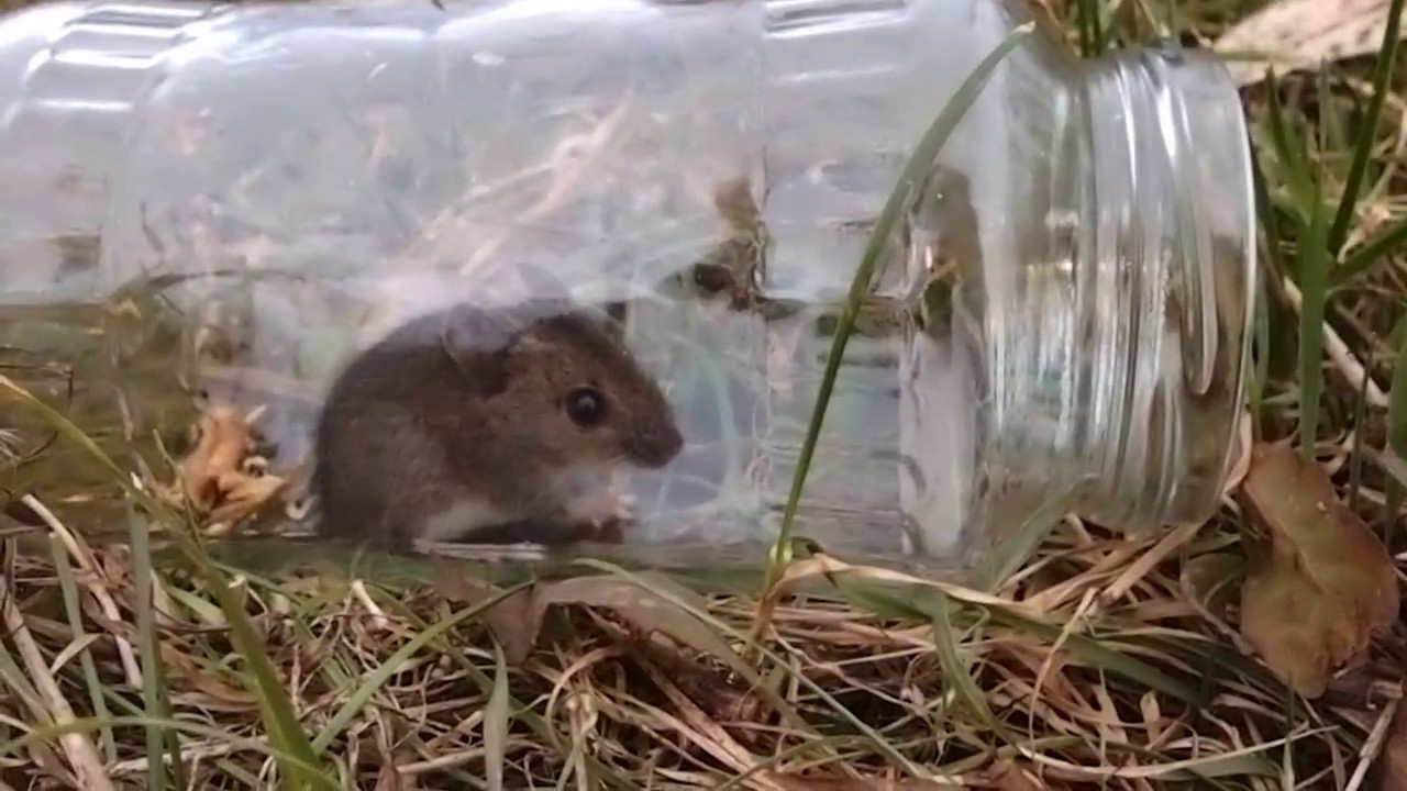 Releasing a house mouse into the wild - YouTube