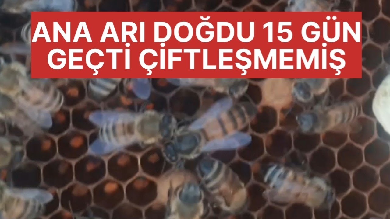ANA ARI NEDEN ÇİFTLEŞMEZ (ADANA) #arıcılık #balarısı #anaarı - YouTube