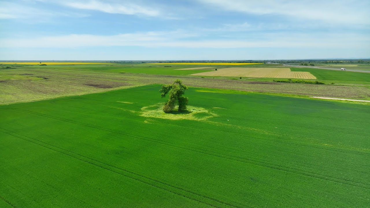 Бягащото дърво на пролет и рапицата - Running tree in spring - YouTube