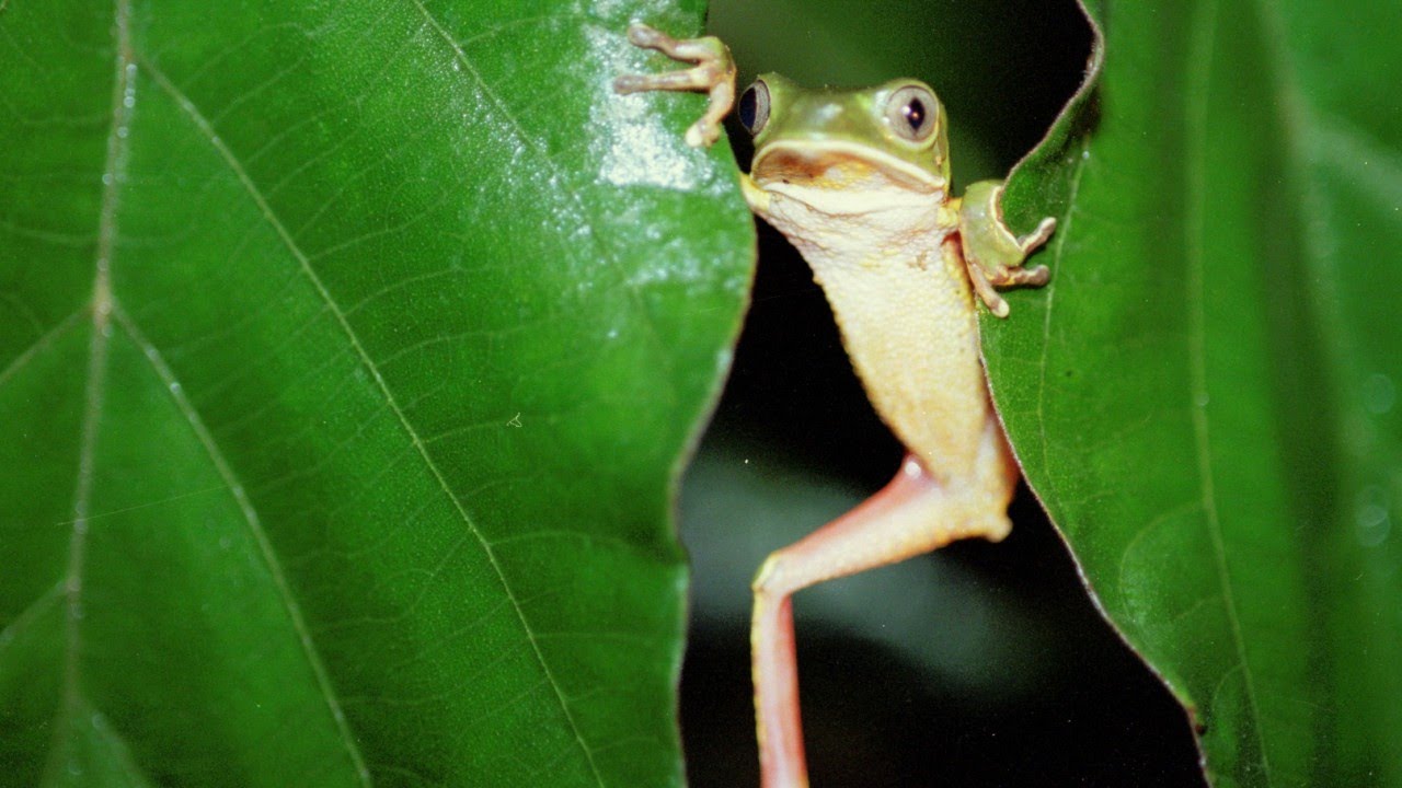 Coaxar da Perereca Phyllomedusa distincta - Leaf frog - Monkey Frog ...