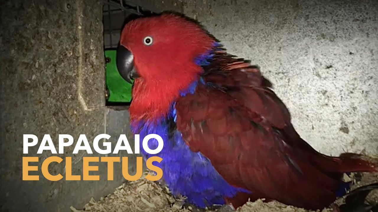 Criação de PAPAGAIO ECLETUS | Uma das espécies mais fantásticas do ...