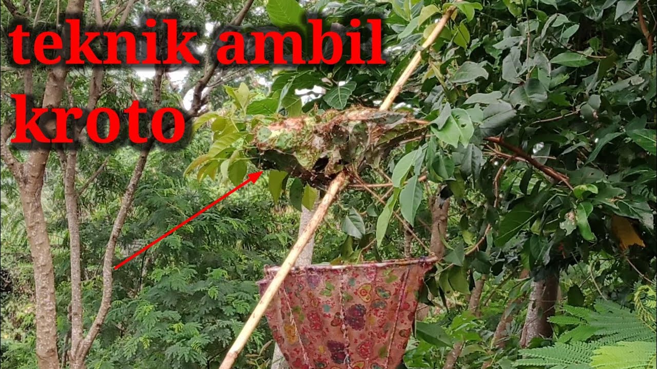 teknik ambil kroto telur semut rangrang di pohon salam - YouTube