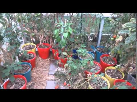 Tomato experiment updates 2 and 3 - YouTube