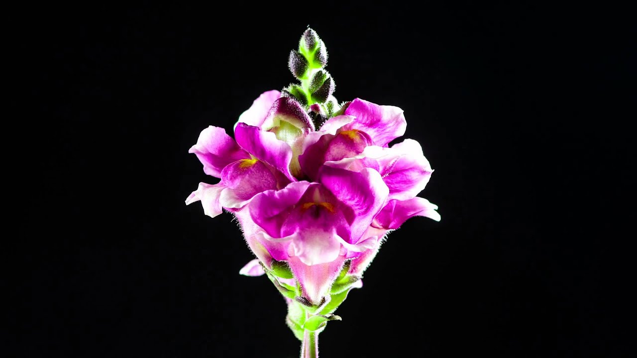 2014 10 18 Flower Snapdragon HD A - YouTube