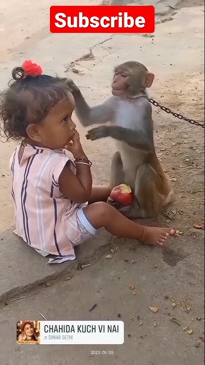 ଲାଷ୍ଟ ତକ ଦେଖ sundri chulbuli vs monkey #monkey #laughing #shorts #shoet #video - YouTube