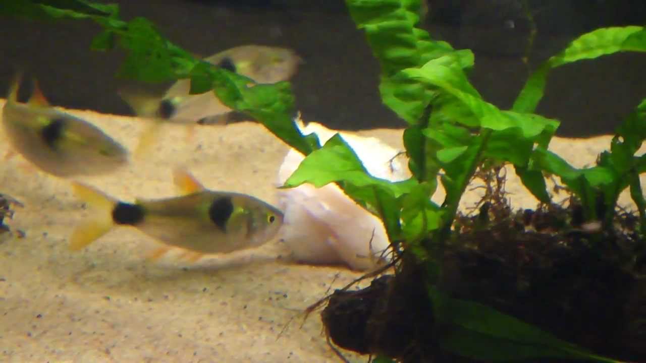 Exodons and Piranhas feeding - YouTube