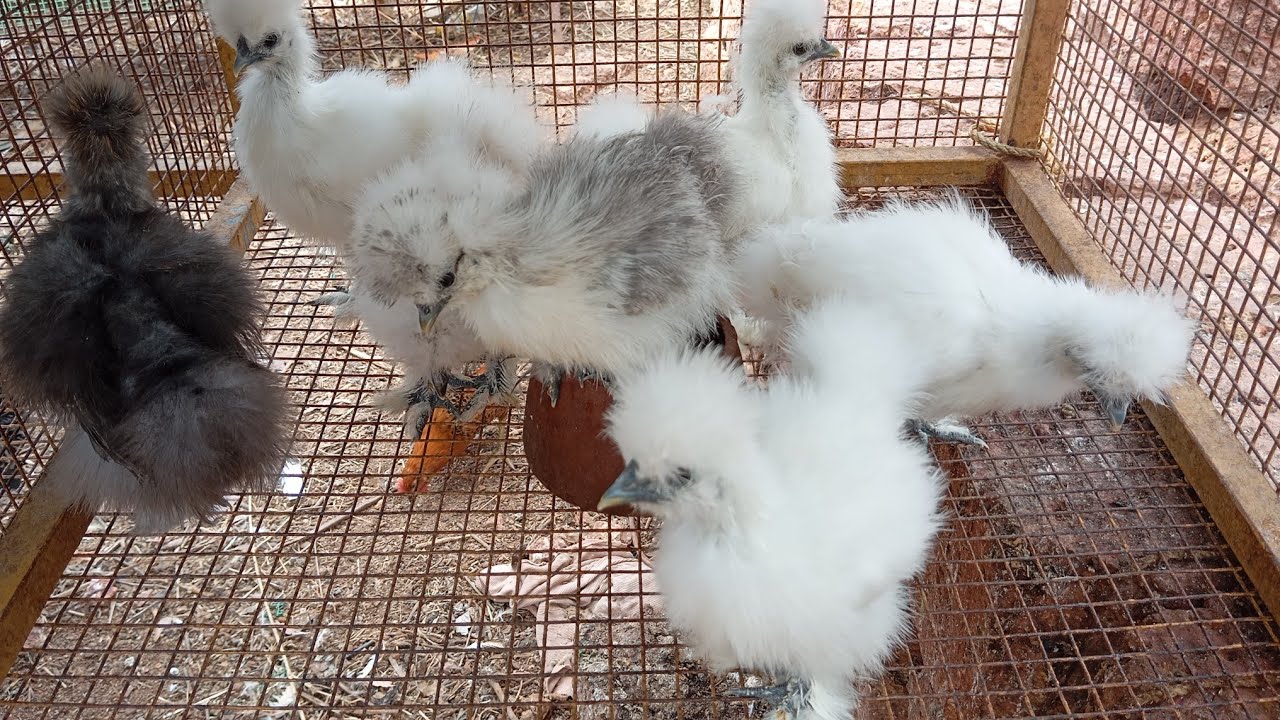 Fancy hen American silkie chicken - YouTube