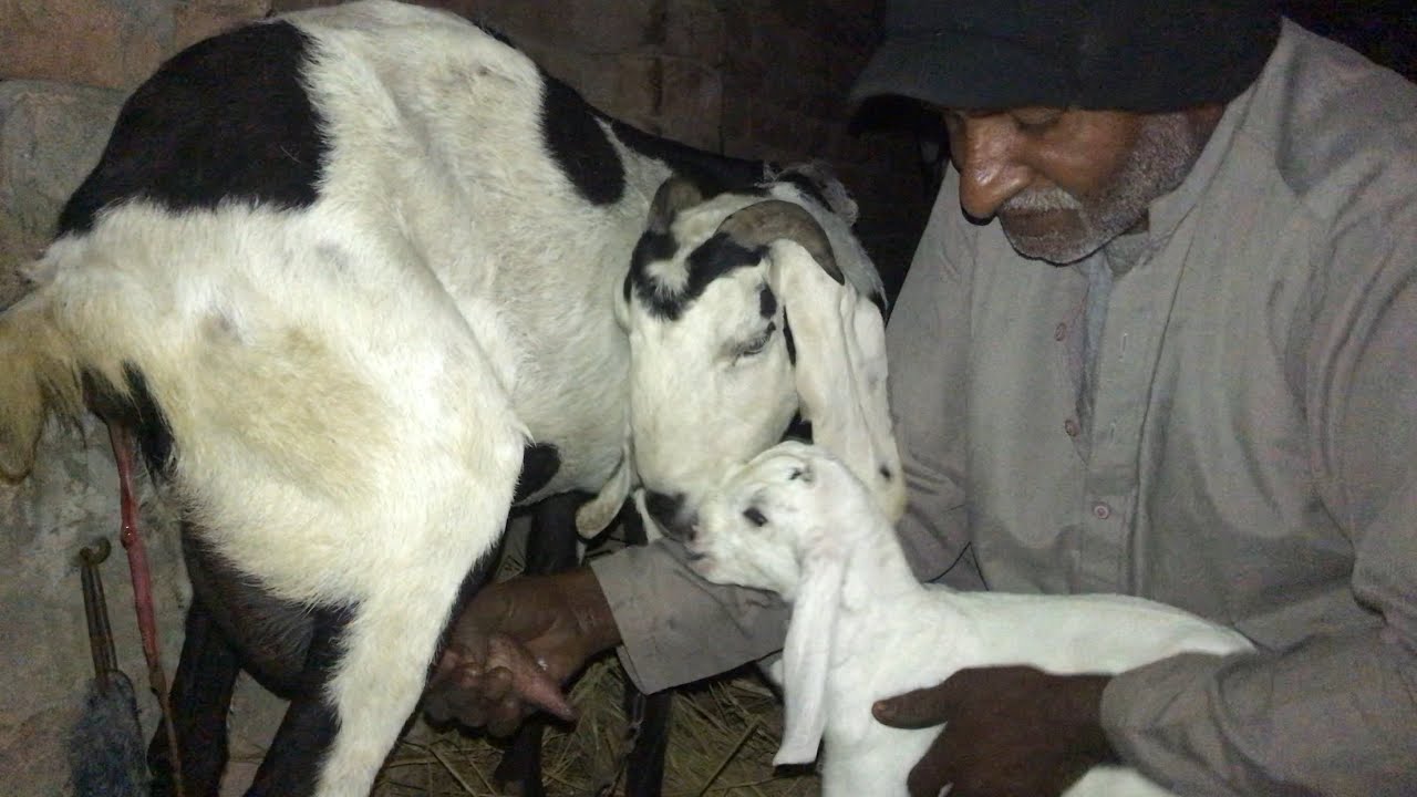 My Goat Birth Babies🐐🐐🥰 || Goat Delivery Cases || Usman Vlogs - YouTube