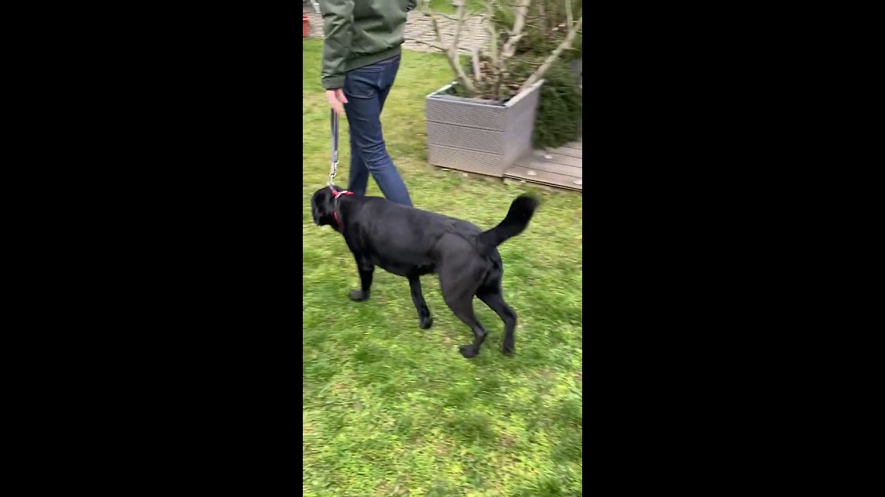 ZLig (vormals: VetLig) Kreuzband OP für schwere Hunde - 2,5 Wochen nach ...