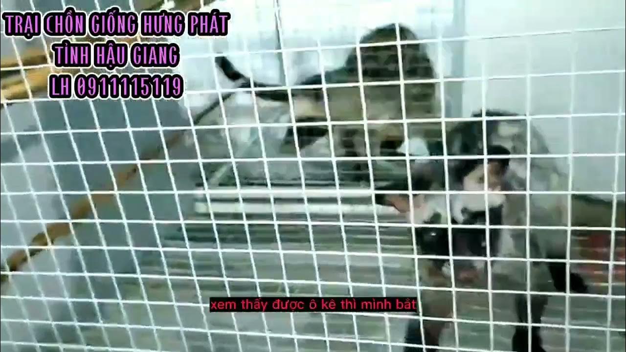 Giá Bán Chồn Hương Giống Tỉnh Hậu Giang Youtube