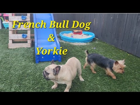 French Bull dog & Yorkie playing - YouTube