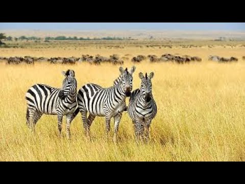 Zebra belgeseli: doğanın siyah beyaz belgeseli