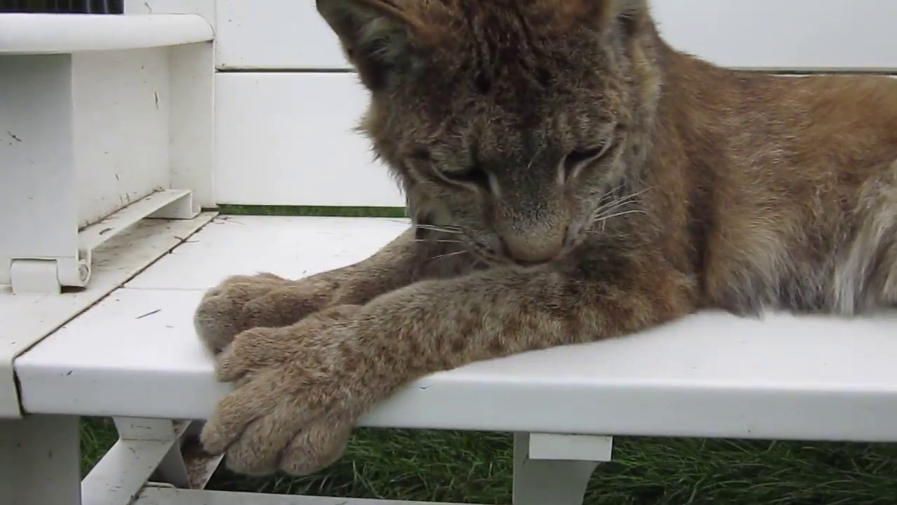 Max Canada Lynx & a Lazy Sunday - YouTube