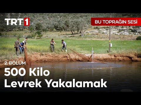 Tarla Balıkçılığında Levrek Hasadı Nasıl Yapılıyor? - Bu Toprağın Sesi 2. Bölüm