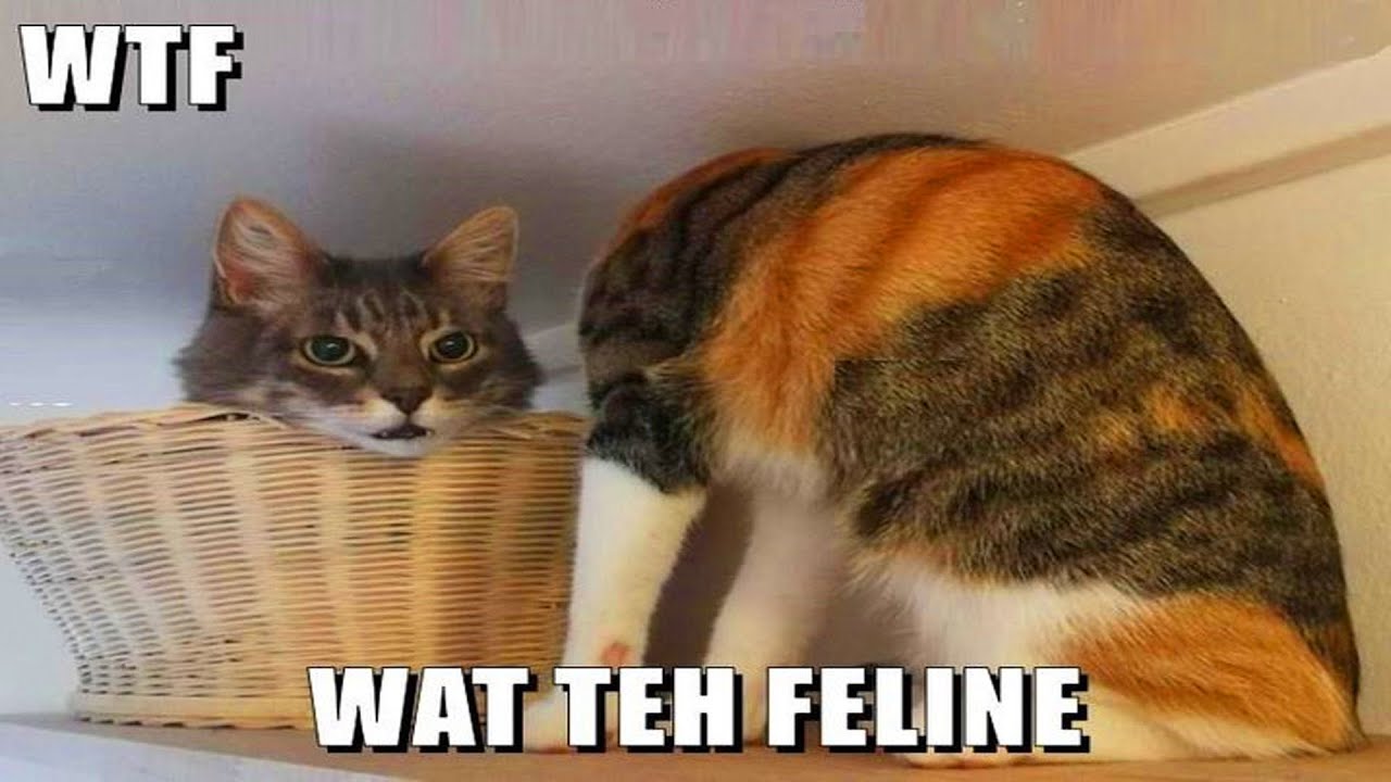 Cat Memes That May Make You Wish You Could Tag Your Kitty (PART 11 ...