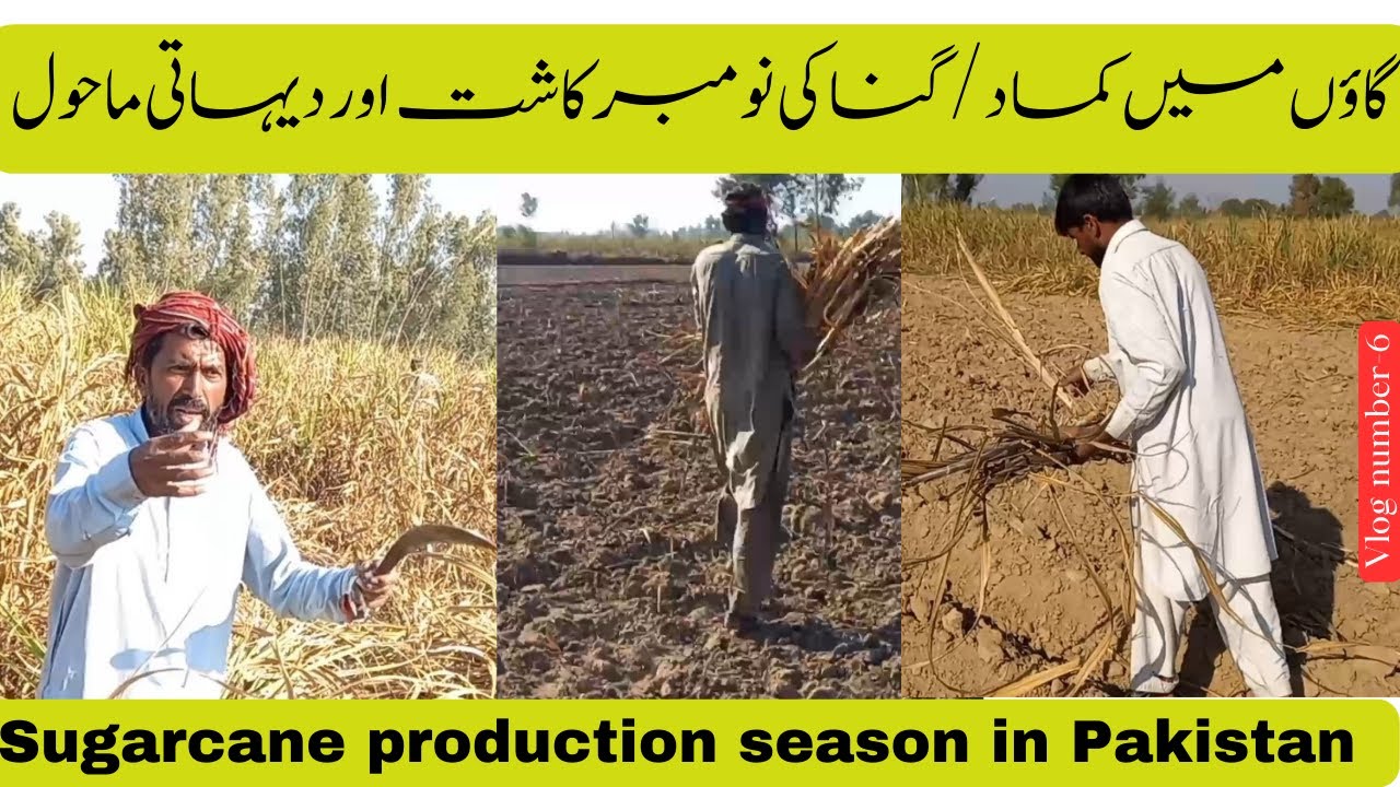 Sugarcane farming in Pakistan | Sugarcane production technology | Kamad ...