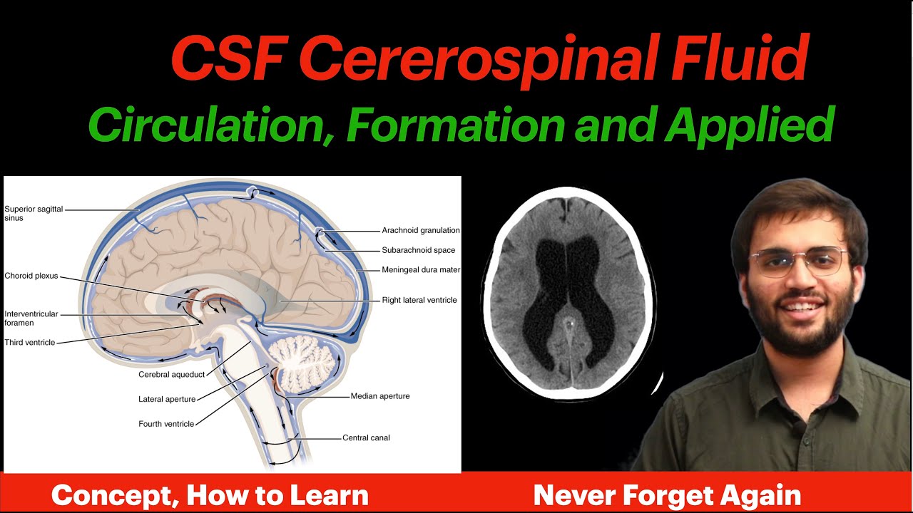 Csf Circulation Physiology Formation Properties Hydrocephalus Cns