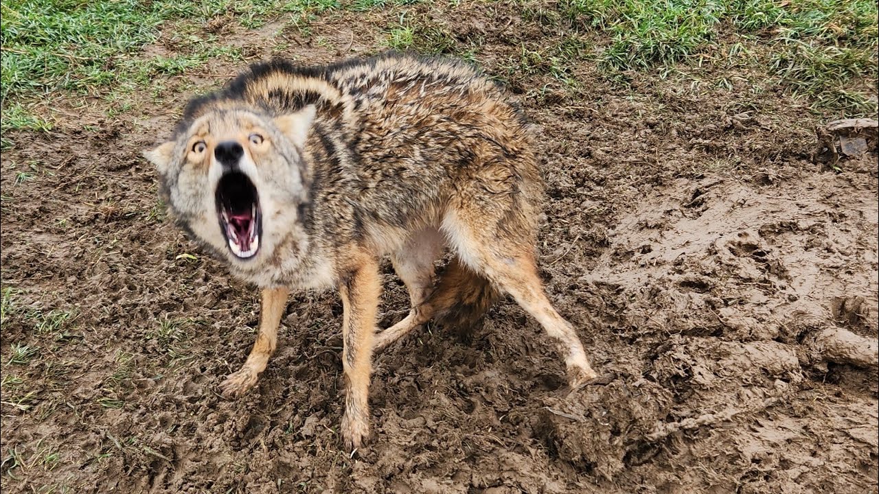 Coyotes-Mud & Snow Restarting The Season After A Snow Blast ! #Coyote ...