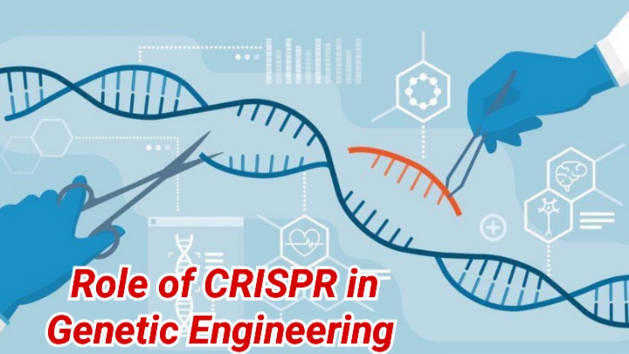 THE ROLE OF “CRISPR” IN GENETIC ENGINEERING - YouTube