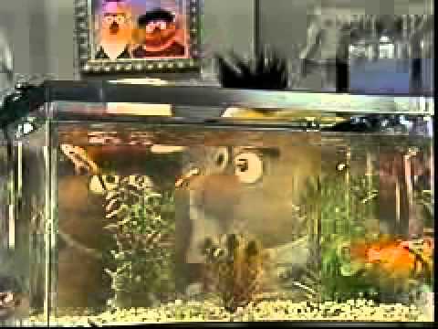 Sesame Street - Bert and Ernie - Watching Fish - YouTube