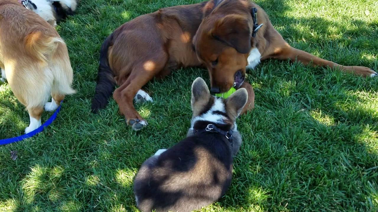 Corgi play part 1 - YouTube