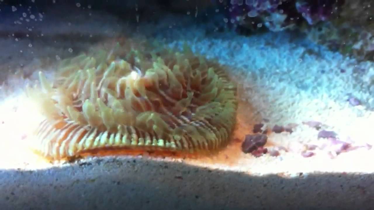 My Plate Coral Eating Mysis Shrimp! - YouTube