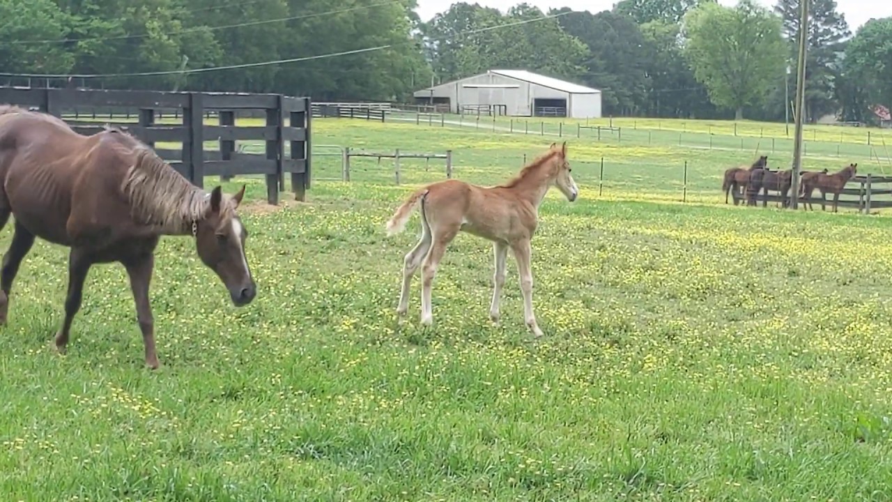 Walk Time Charlie Stud Colt - YouTube