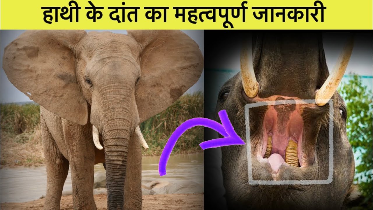 हाथी दाँत के बारे में रोचक तथ्य || Interesting facts about elephant ...