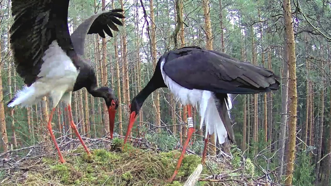 Mustö-toonekurg~Karl II brings a strange female to the nest~10:27 am ...