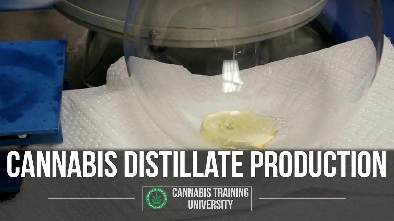 Cannabis Distillate Production and Extraction -Made Cannabis Distillate ...
