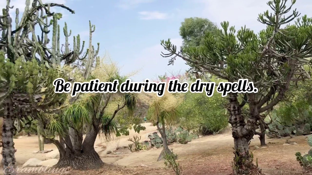 Advice From Cactus | Quotes | Motivational Quotes | Inspirational ...