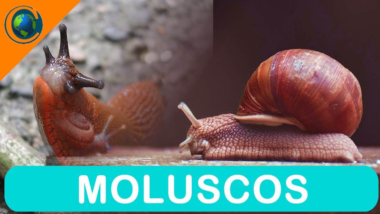 ZOOLOGIA - MOLUSCOS - YouTube