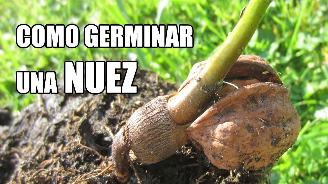Como germinar una nuez para obtener un nogal, fácil y 100% efectivo ...