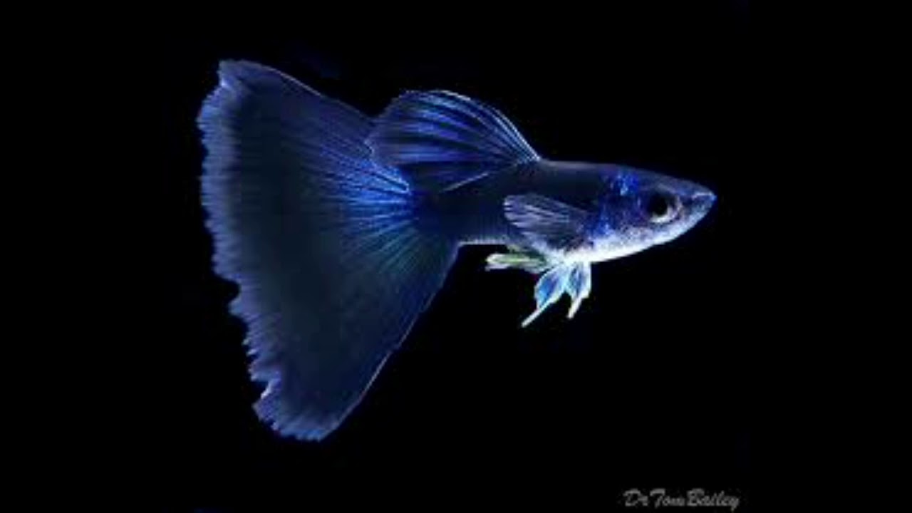 Indian Gappi''s image - YouTube