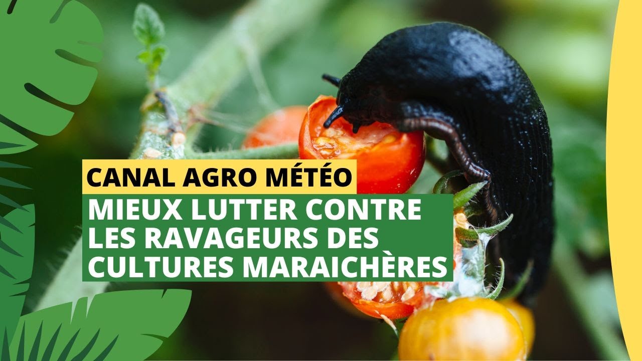 Canal Agro Météo : Mieux lutter contre les ravageurs des cultures ...