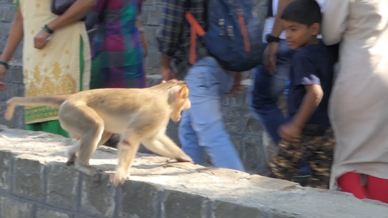 Monkey Attacks On Humans