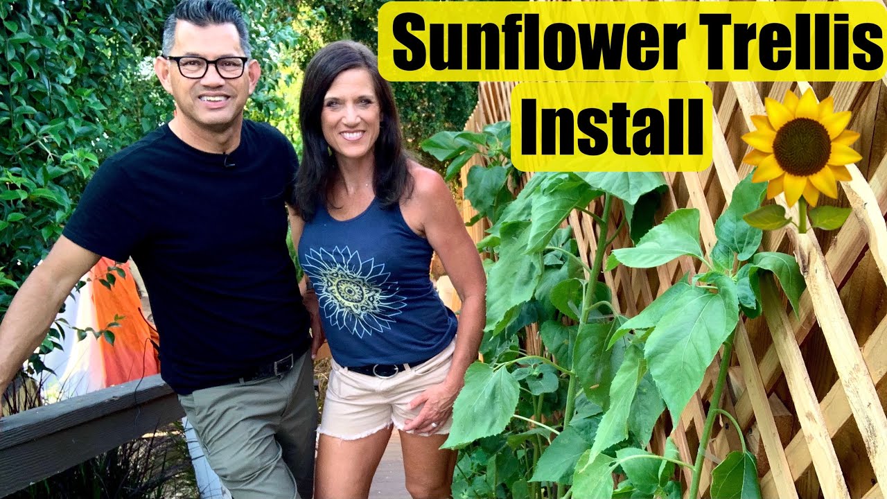Sunflower Trellis Install - Vertical Flower Garden / CaliKim and ...