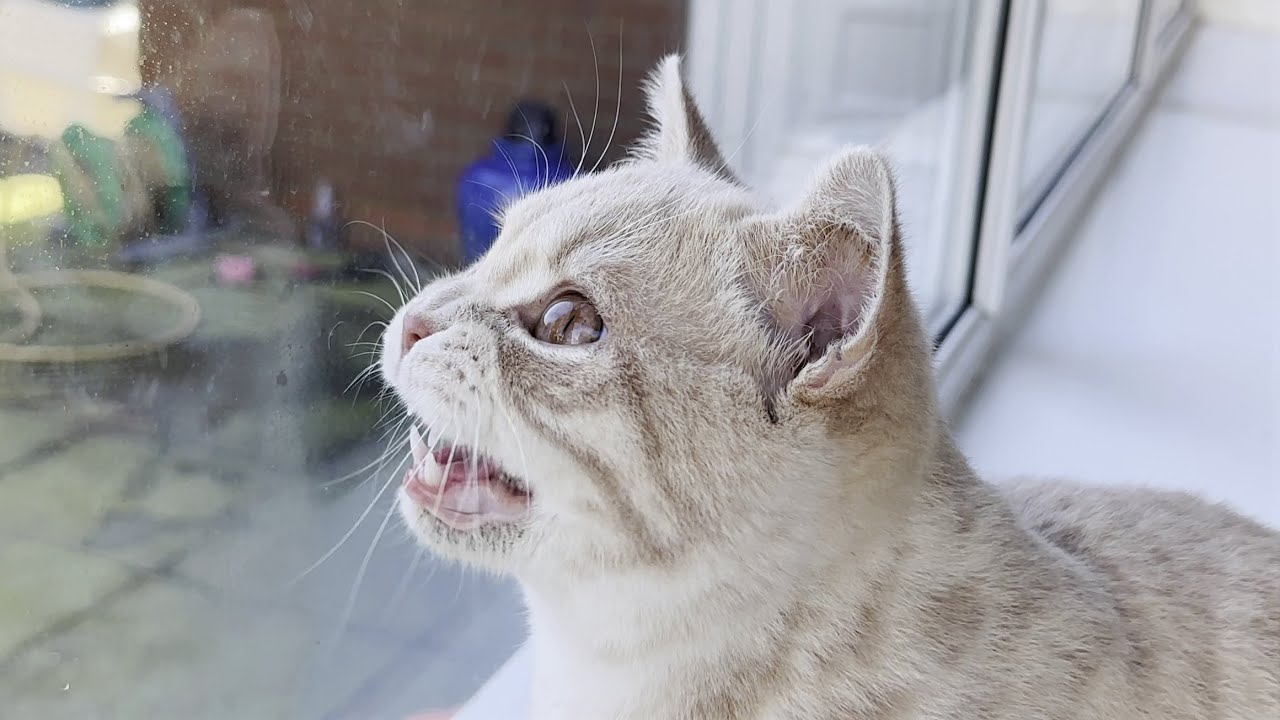 Kitten Chattering At Birds (Cuteness Overload) - YouTube