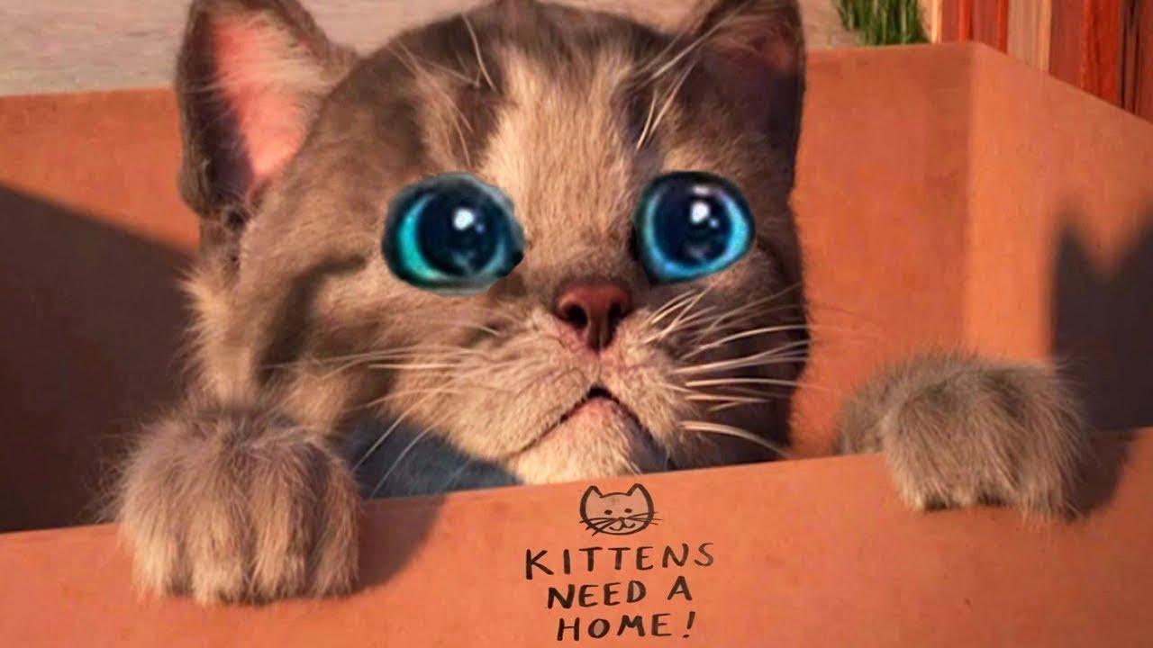 Lindo Gatito | Dibujos Animados Infantiles (Capítulo 17) Videos para ...