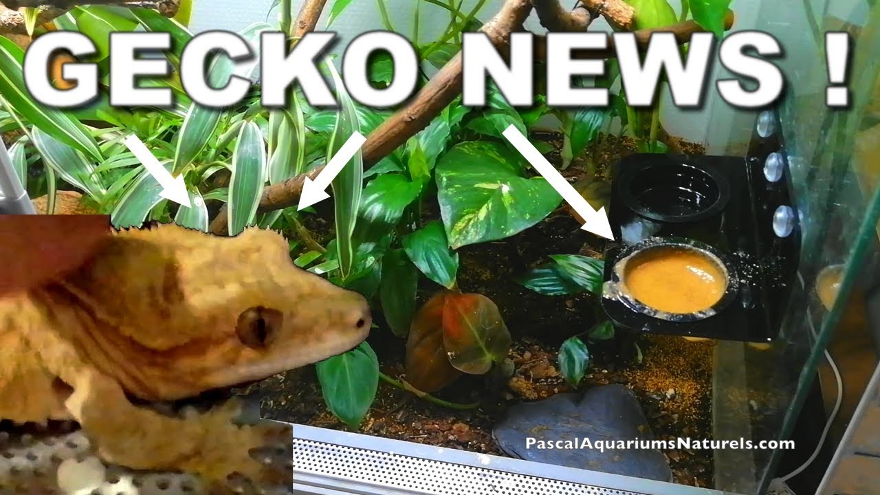 Gecko à crête Update : super gamelle, repro, bouffe naturelle ...